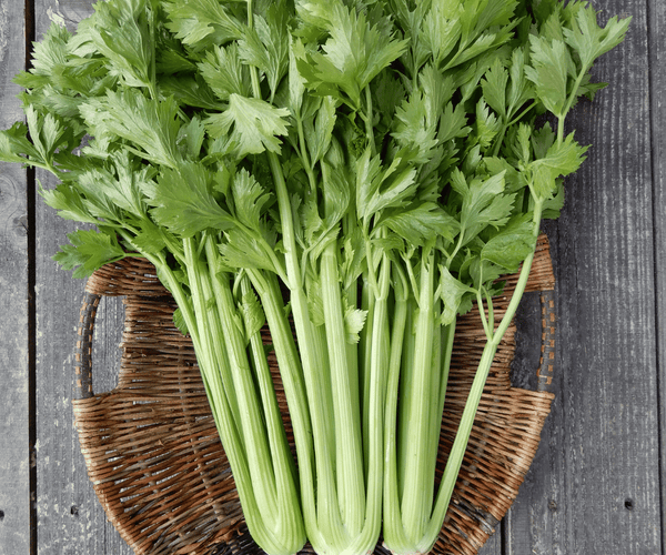 Grow Your Own Celery and Celeriac – Winnow Farm Seeds