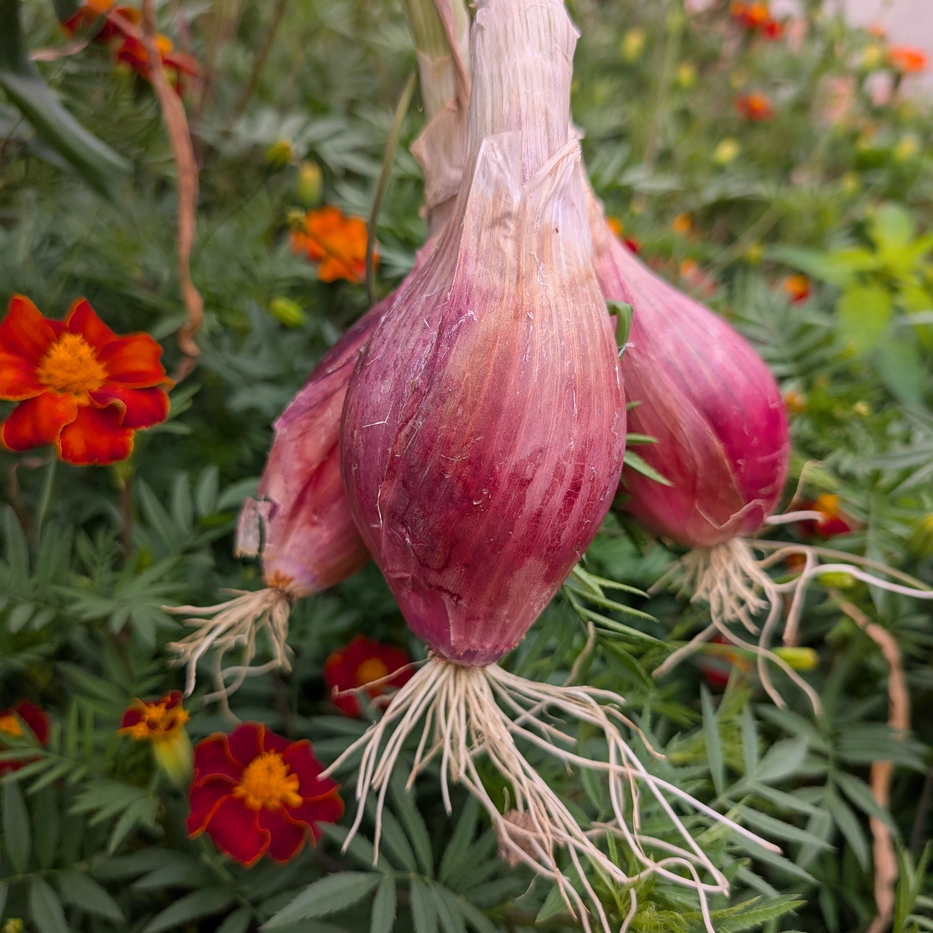 Buy Red Onion Seeds 'Long Red Florence' Seeds – Winnow Farm Seeds