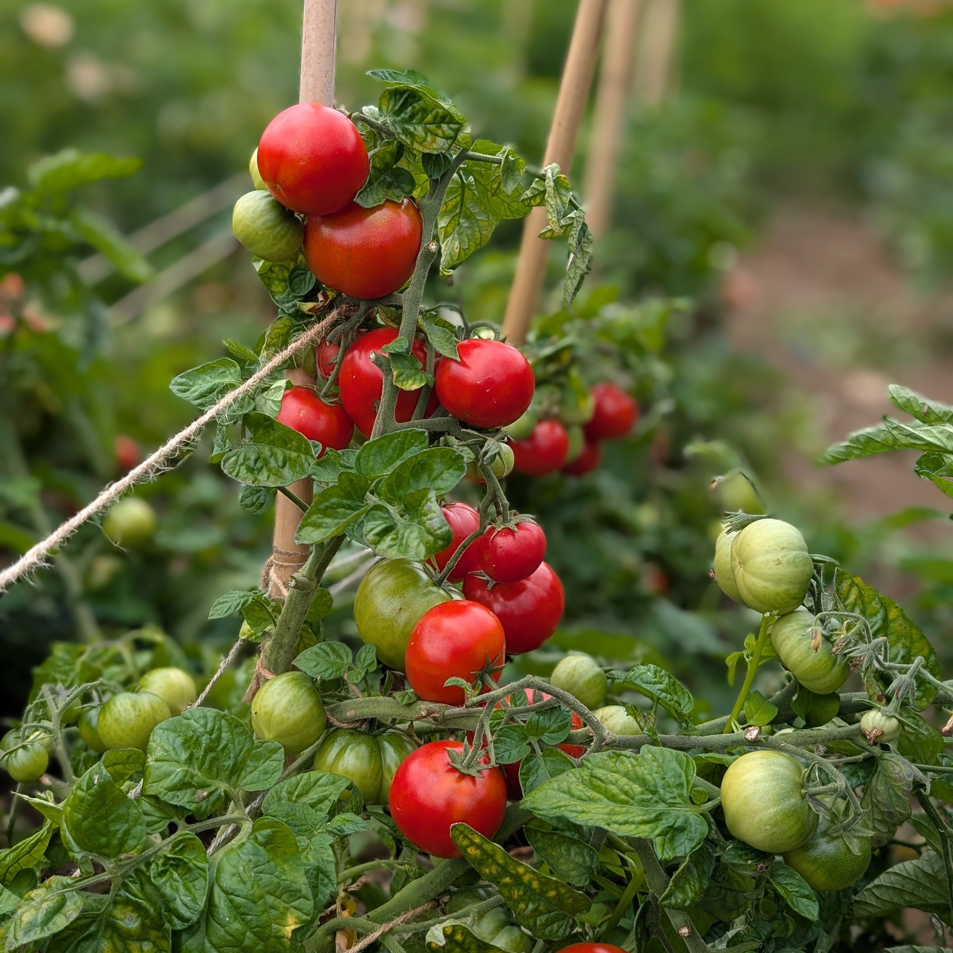 Buy Tomato 'Uralski Ranniy' Seeds | Determinate (Bush) | Heirloom ...