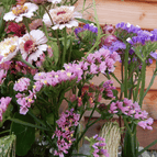 Buy Statice 'Forever Happy' Seed | Dried Flower Seeds UK – Winnow Farm ...