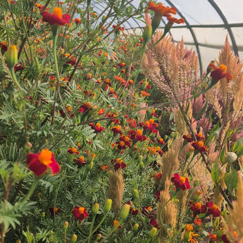 Buy French Marigold 'Cinnabar' Seeds | Tagetes patula | UK – Winnow ...
