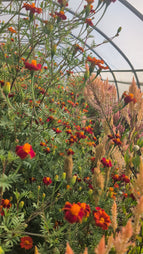 Buy French Marigold 'Cinnabar' Seeds | Tagetes patula | UK – Winnow ...